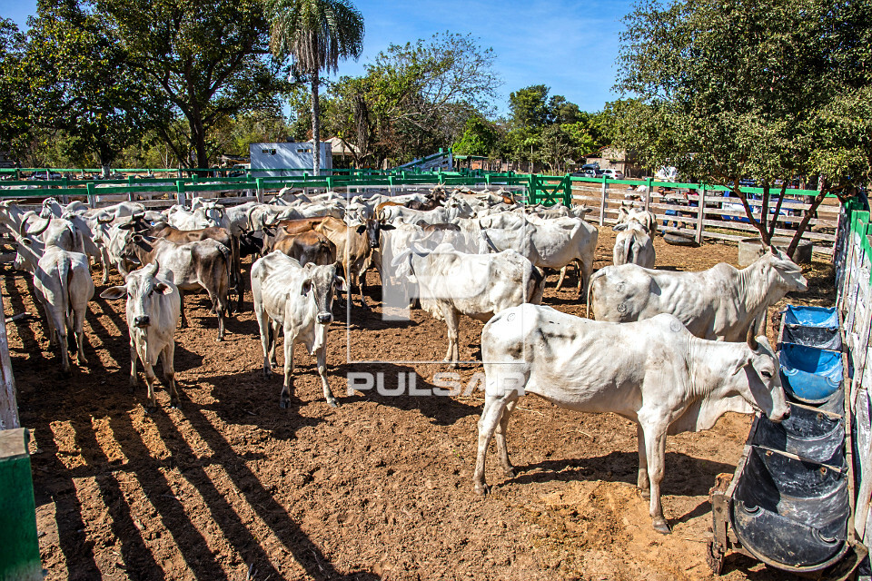 Gado magro em curral | Pulsar Imagens | Banco imagens do Brasil